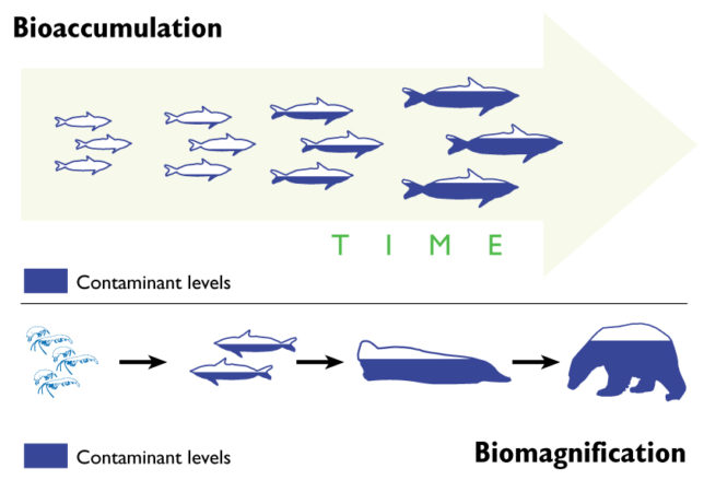 Persistance et Bioaccumulation | Innovasol